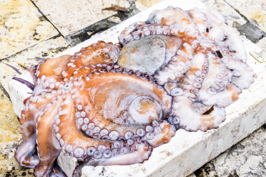 octapus - Chryssie's Greece